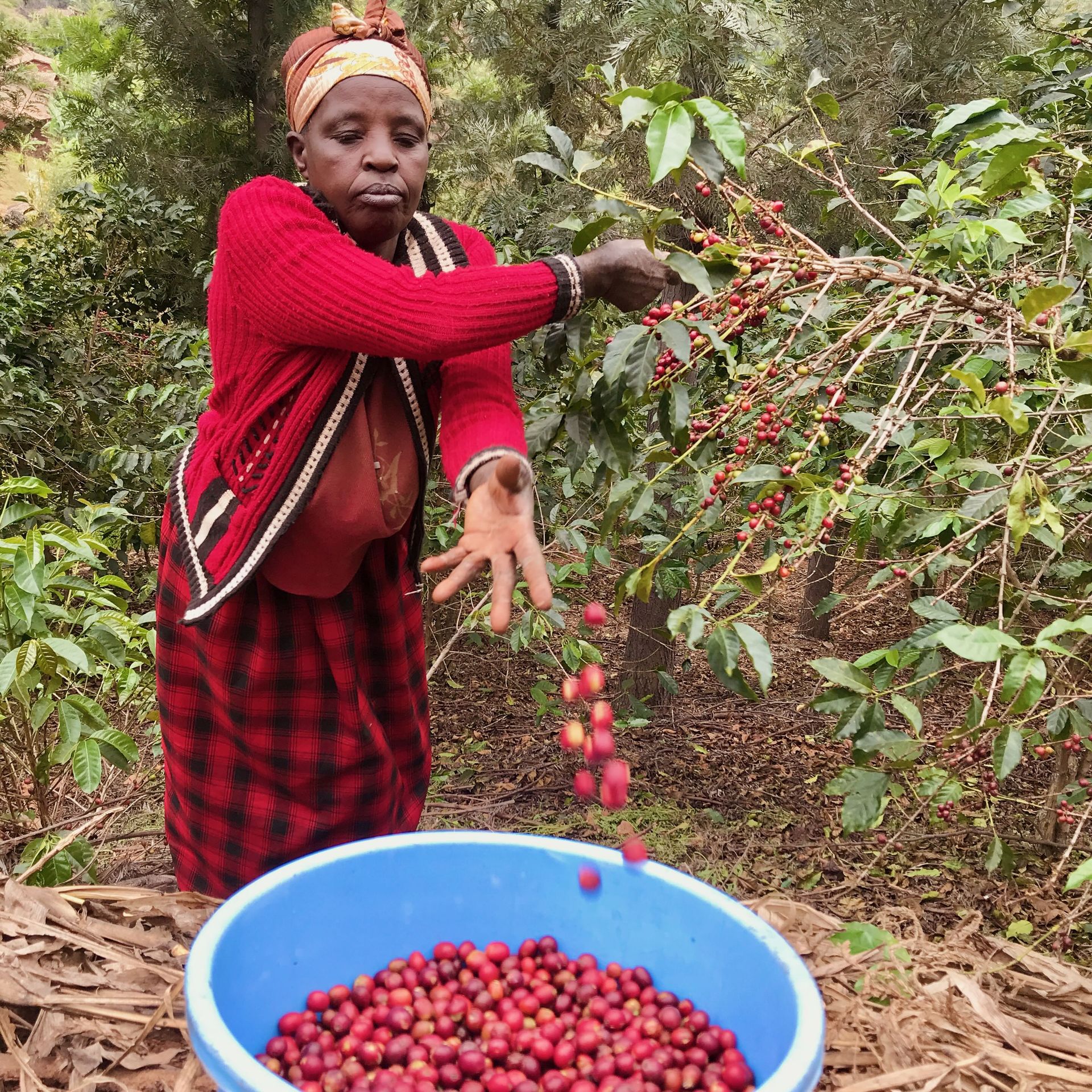 Wild Coffee - African Excellence