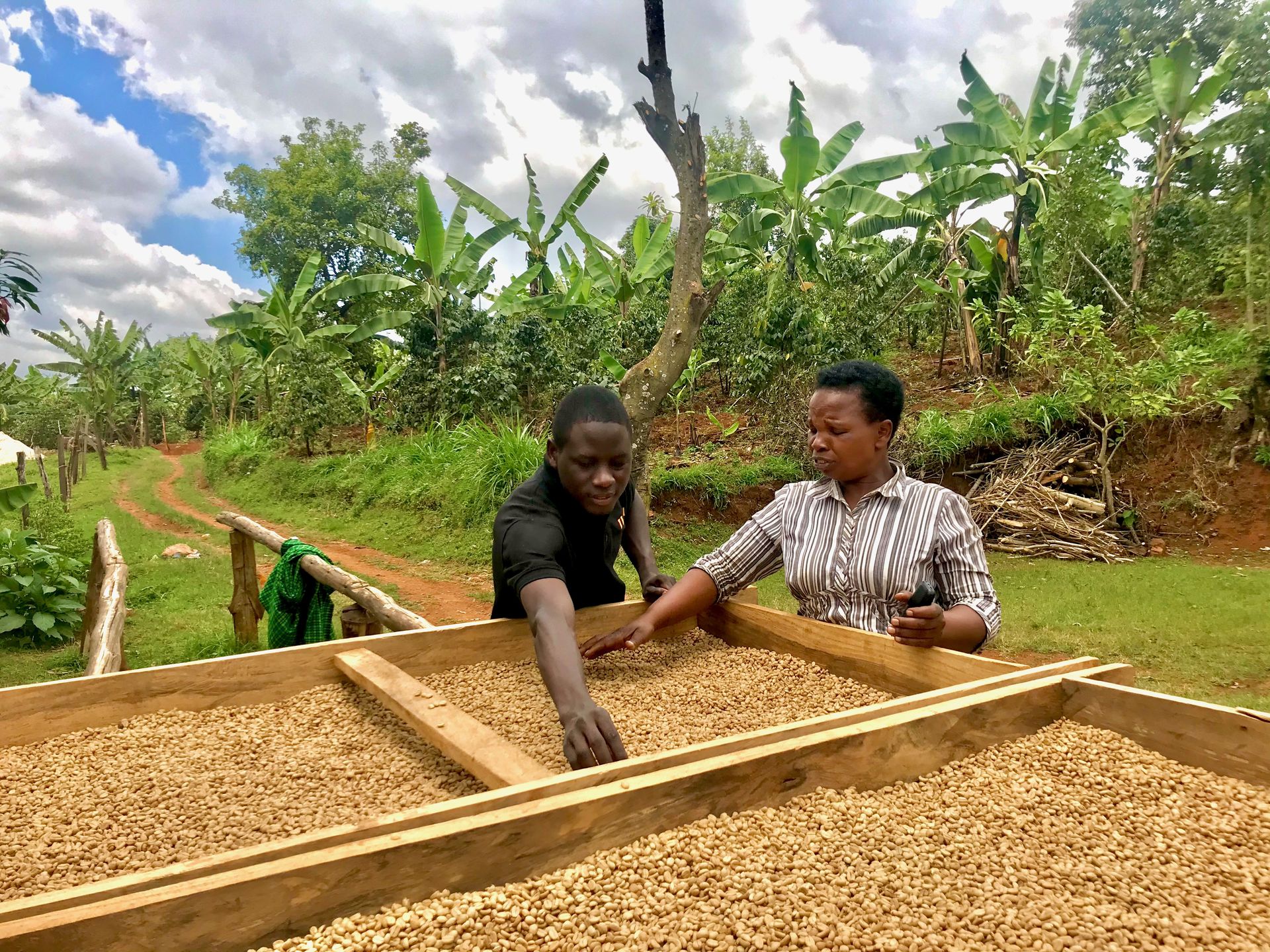 Wild Coffee - African Excellence