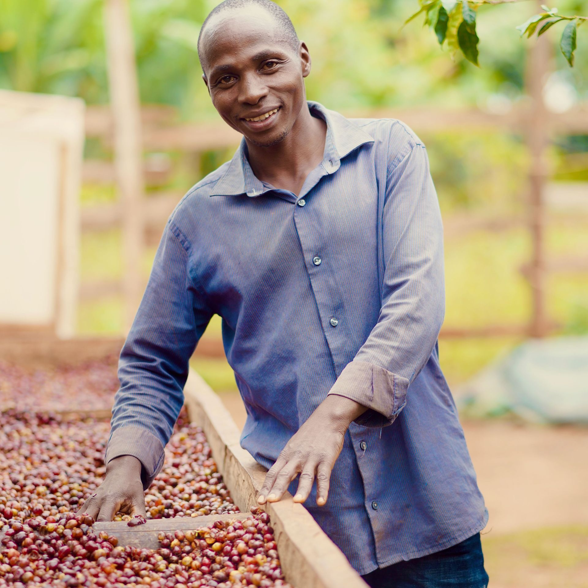 Wild Coffee - African Excellence